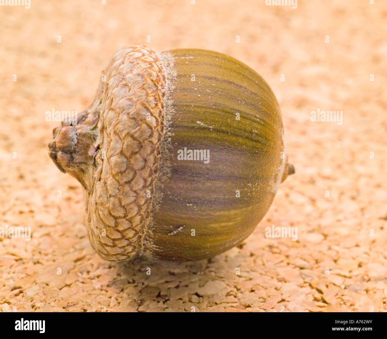 Acorn Pin oak Quercus palustris Stock Photo - Alamy