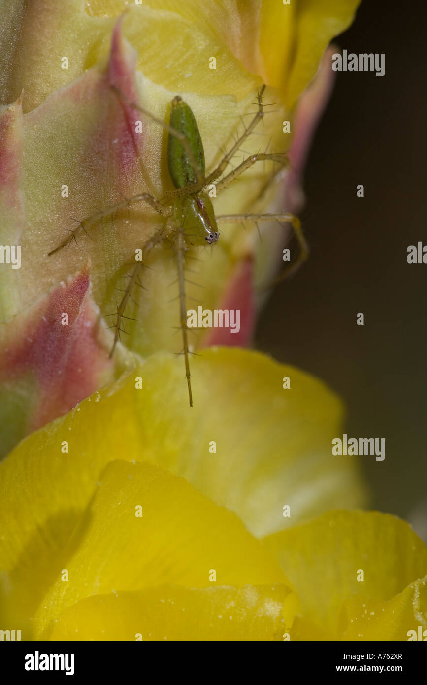Green Lynx Spider Puecetia viridans Arizona On prickly pear blossom ...