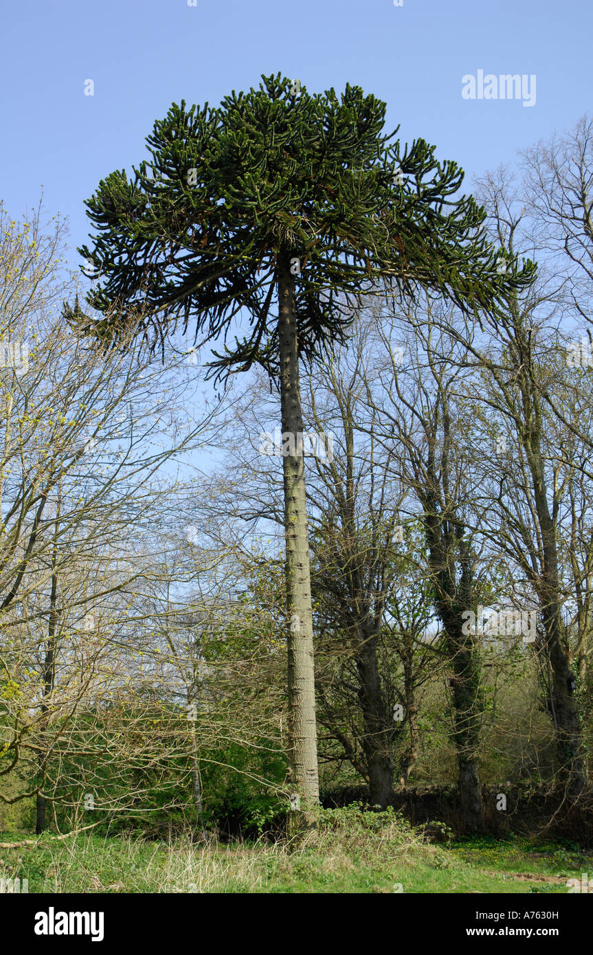 Monkey Puzzle tree Stock Photo - Alamy