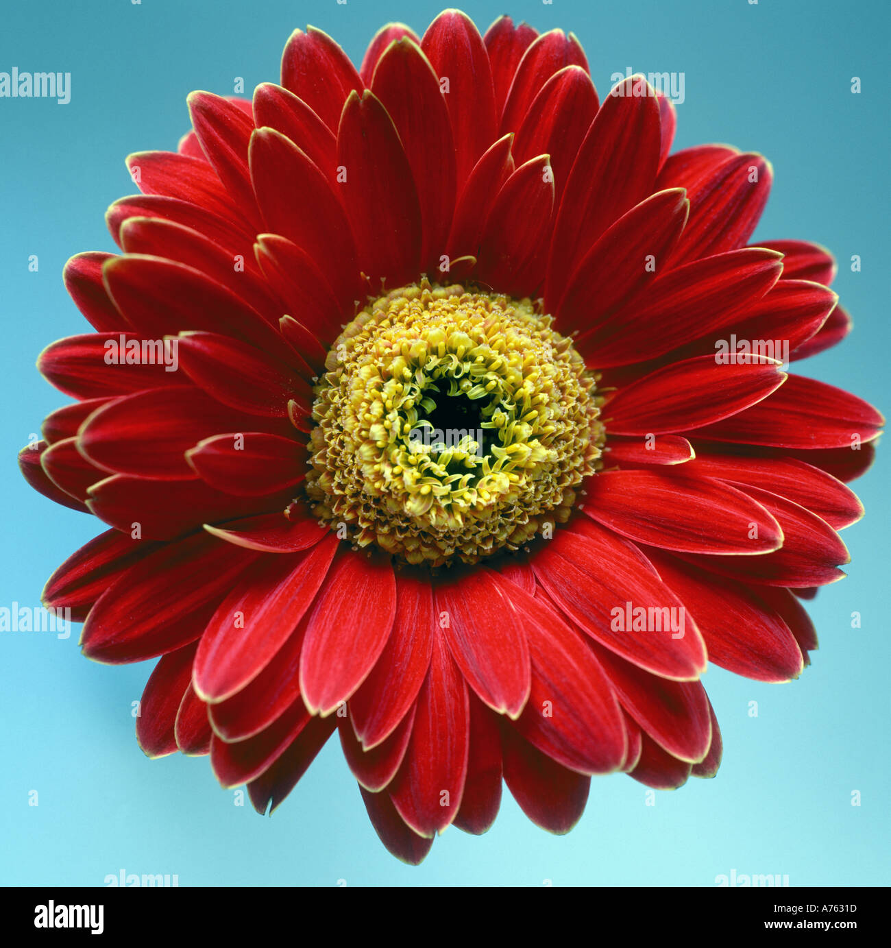Symmetrical red flower hi-res stock photography and images - Alamy