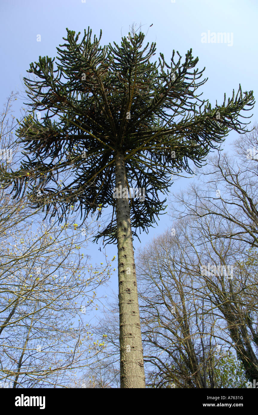 Monkey Puzzle tree Stock Photo - Alamy