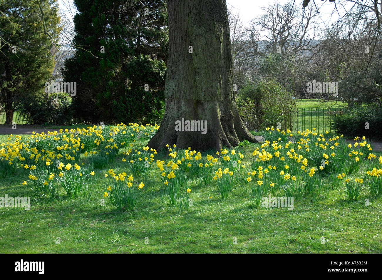 Spring Daffodils around tree, Bath Botanical Gardens, UK Stock Photo ...