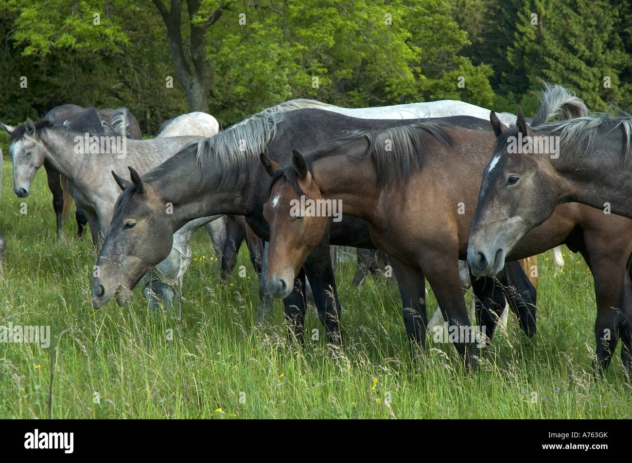Bukk National Park Hungary Stock Photo - Alamy