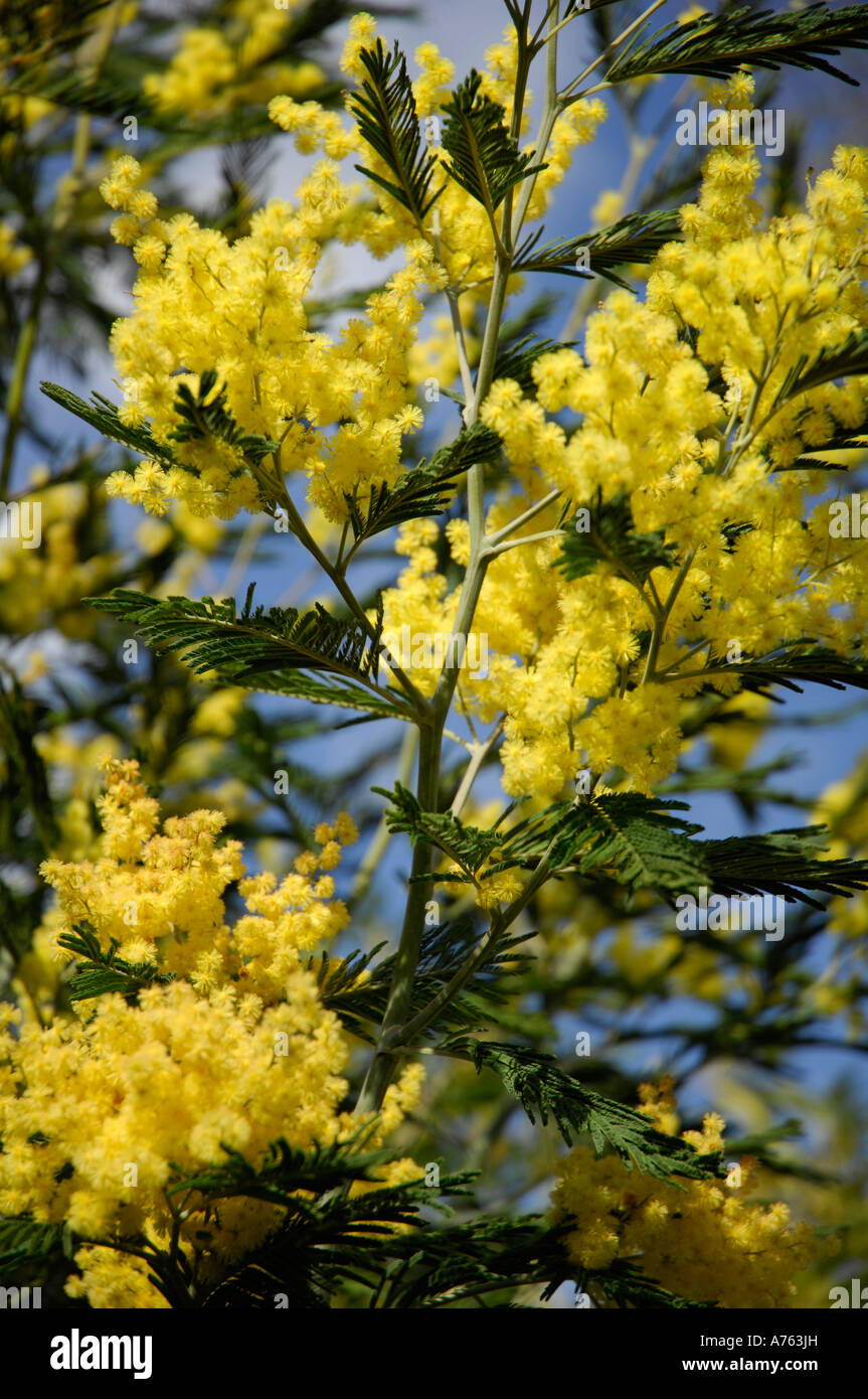 Shrub with clusters of yellow flowers hi-res stock photography and ...