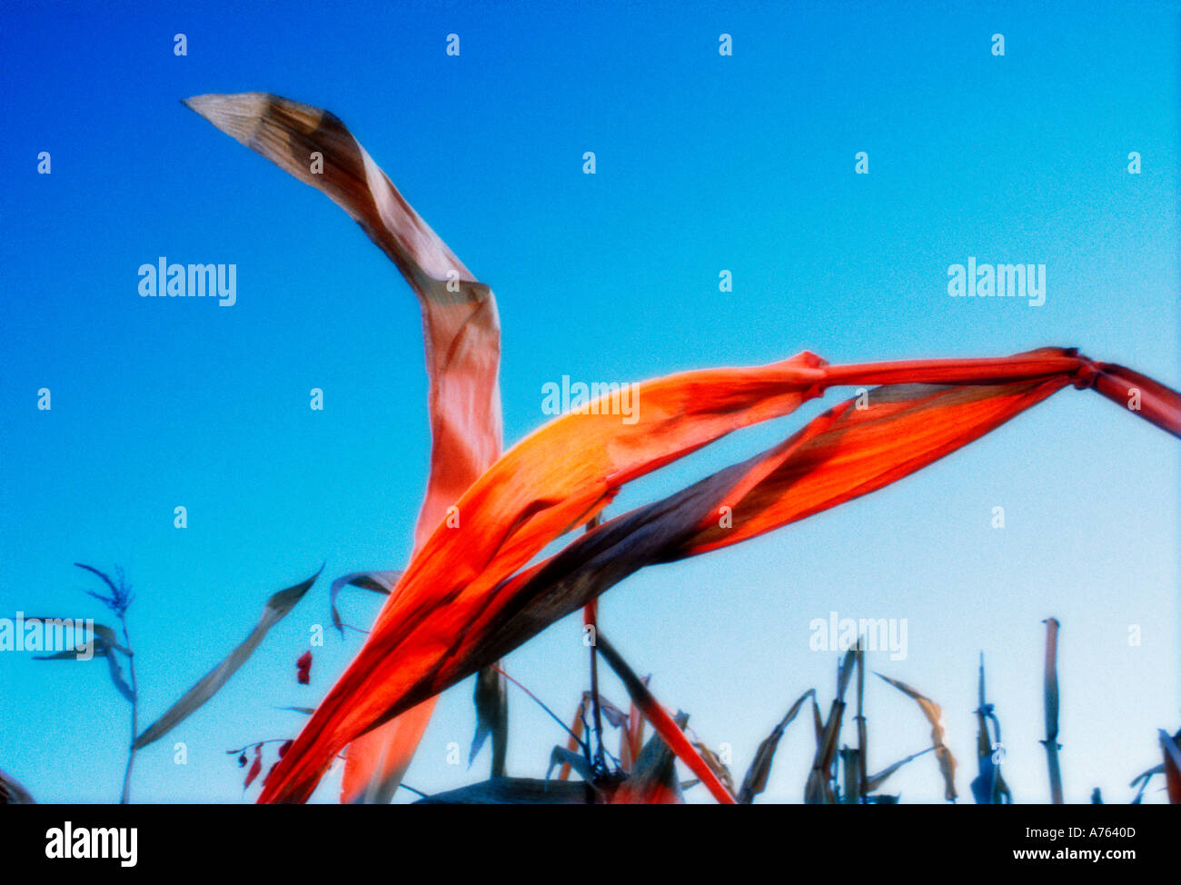 Red corn leaf Stock Photo - Alamy