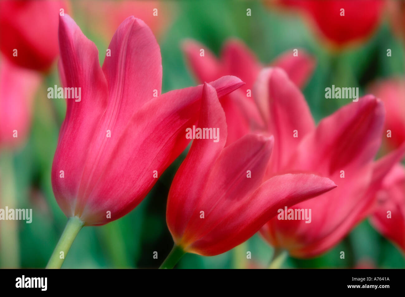Group of blooming individuals hi-res stock photography and images - Alamy