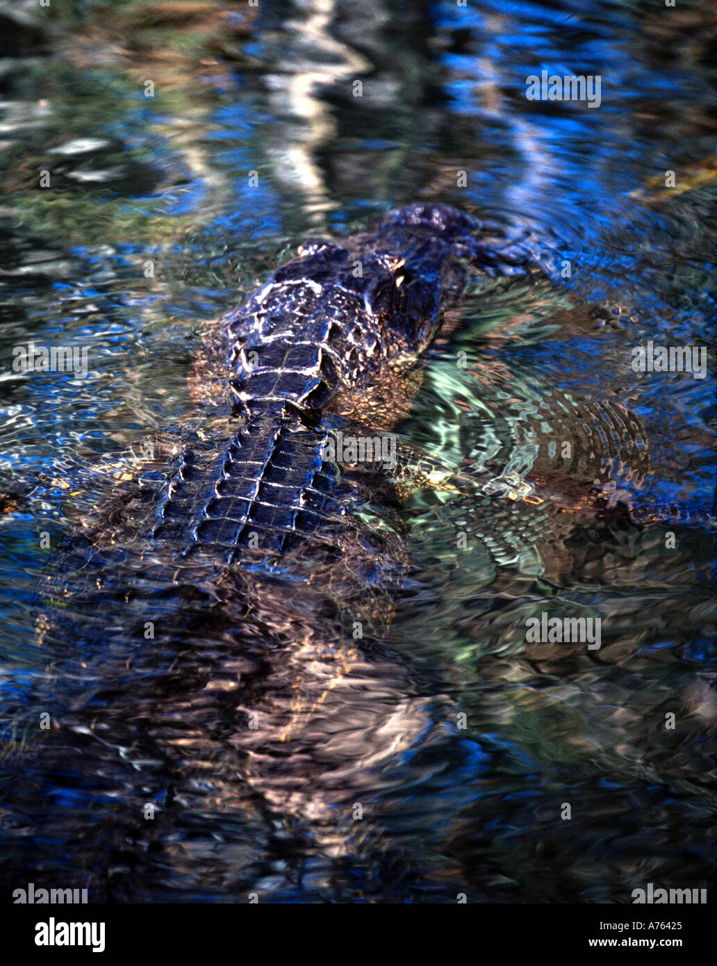 Back of Large Alligator in Water Everglades National Park Florida Stock ...