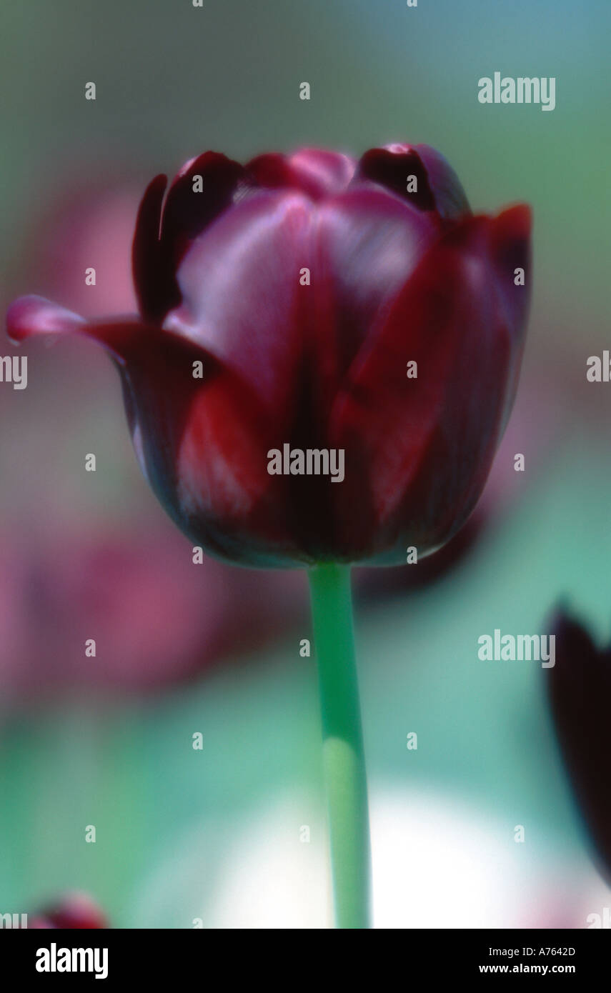 Deep purple tulips Stock Photo - Alamy