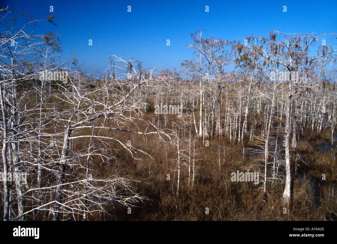 Everglades swamp trees hi-res stock photography and images - Alamy