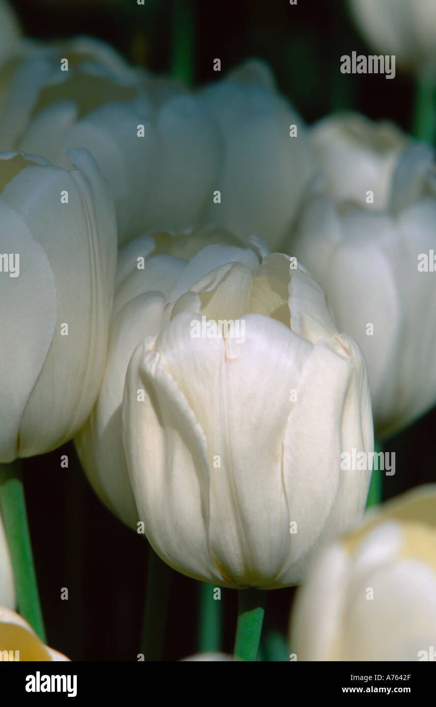 Assorted tulip blooms hi-res stock photography and images - Alamy