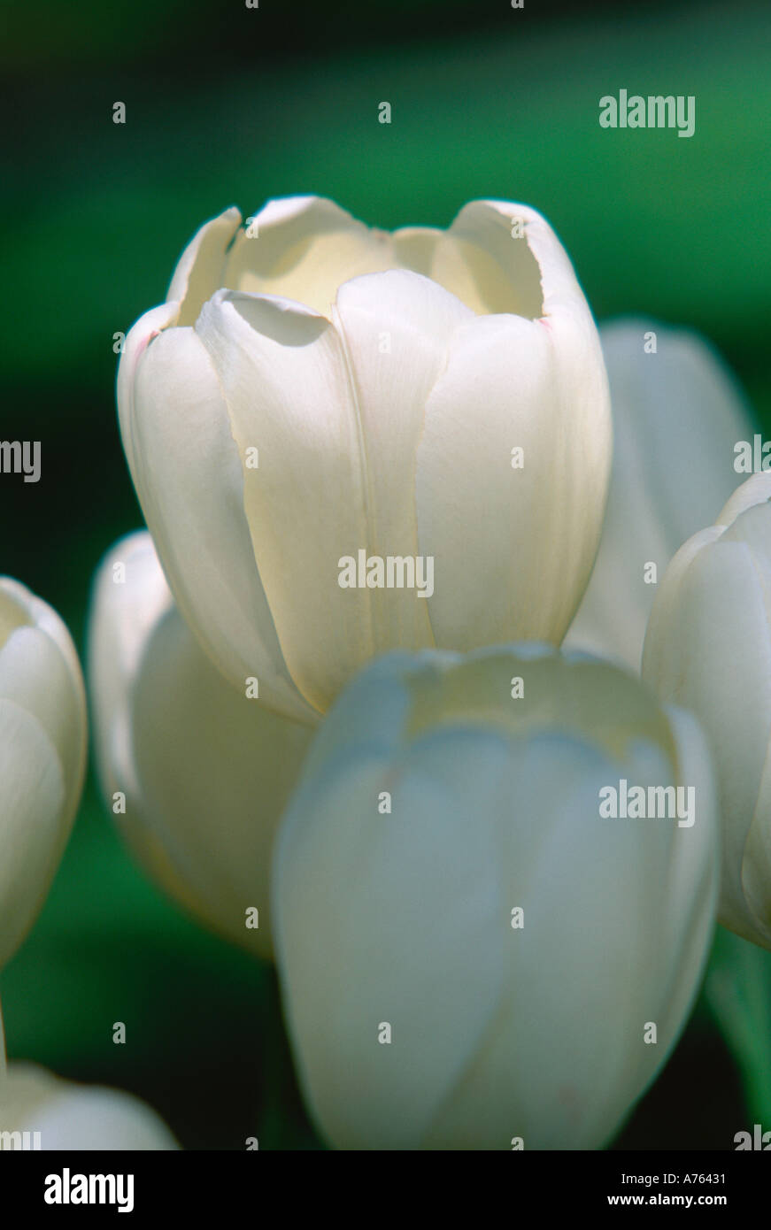 White anew hi-res stock photography and images - Alamy