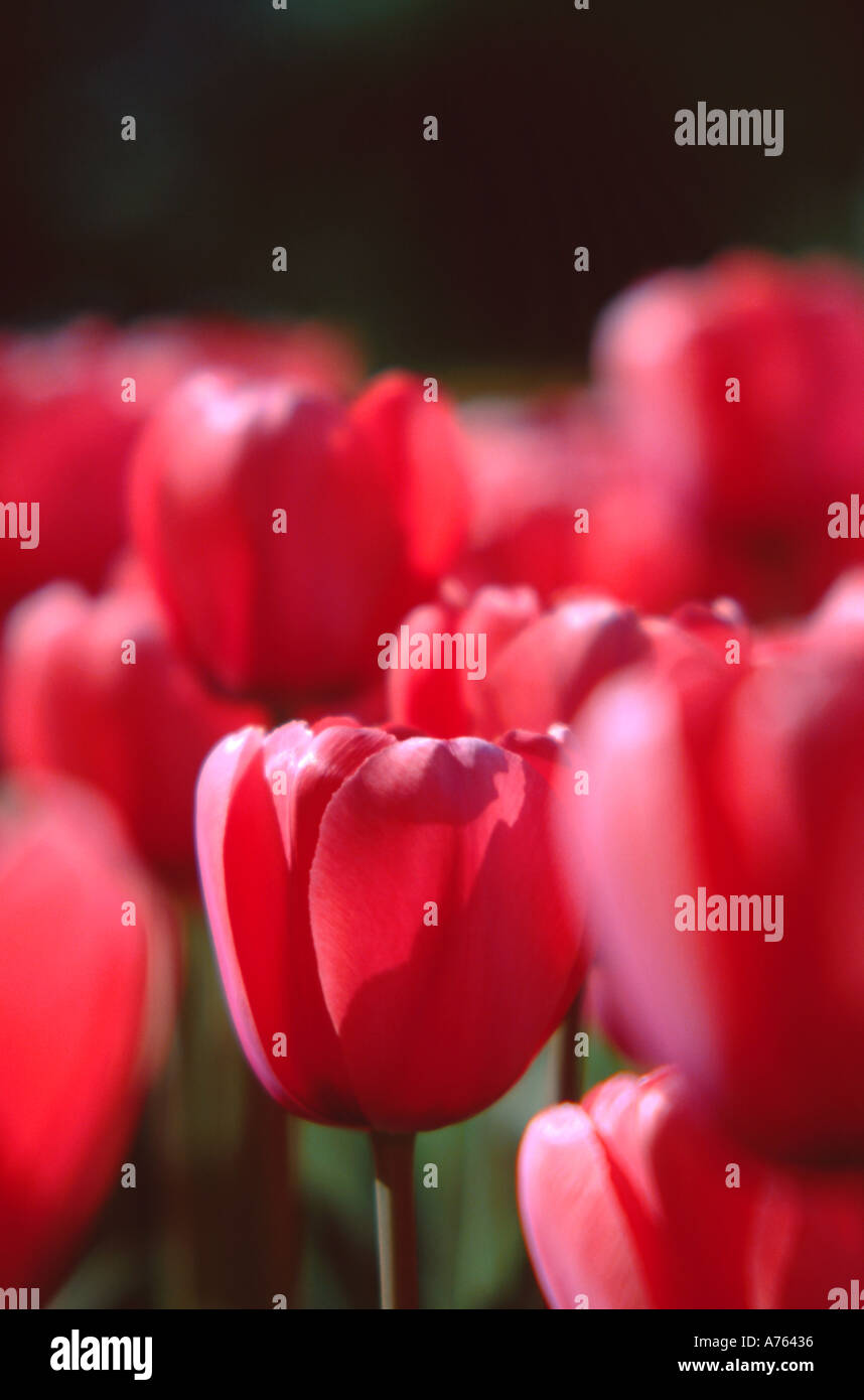 Group of blooming individuals hi-res stock photography and images - Alamy