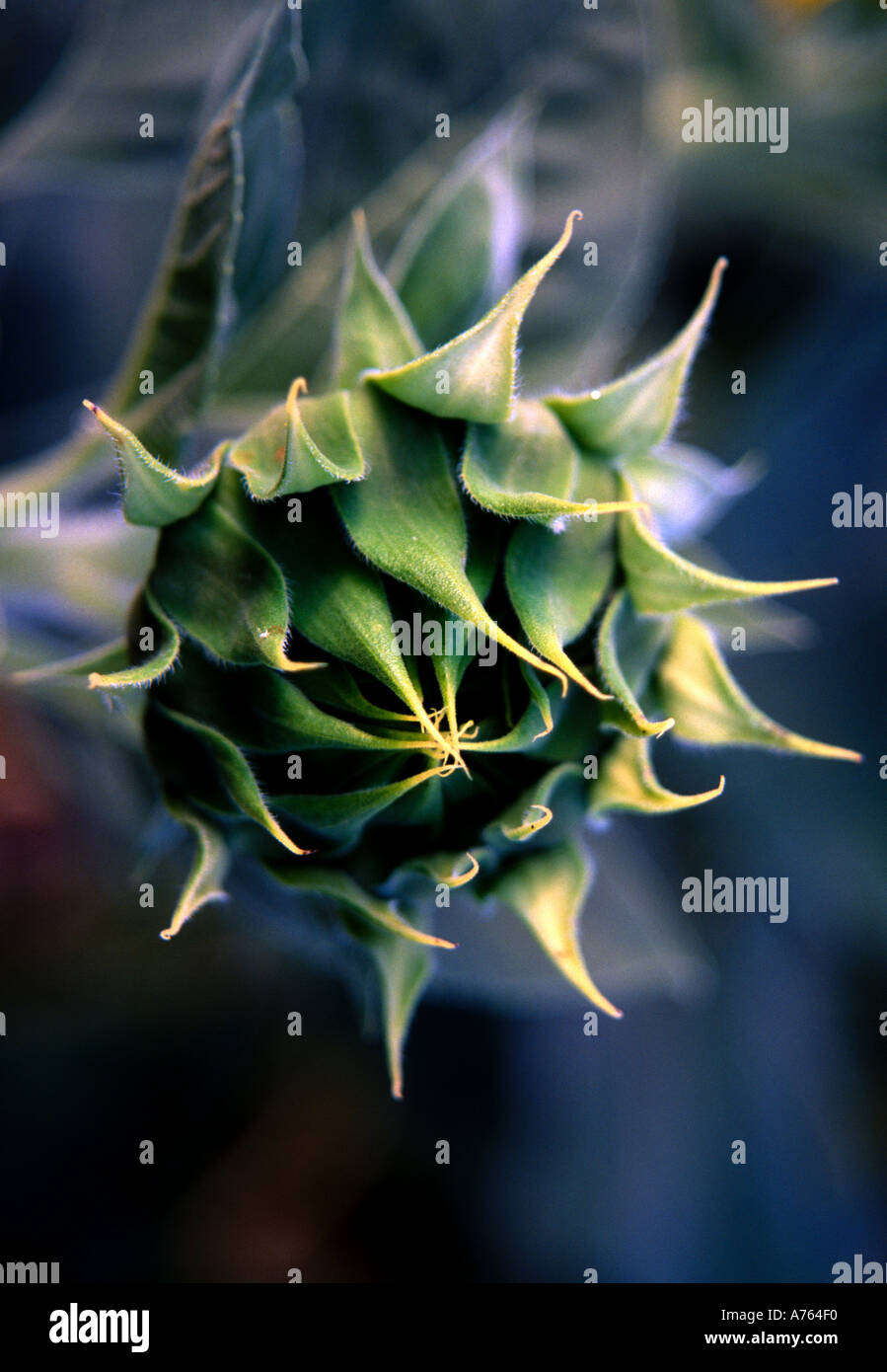 Sunflower Bud with Edge Lighting Stock Photo - Alamy
