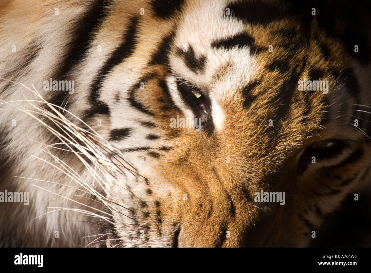 Tiger closeup of face in wildlife sancuary Stock Photo - Alamy