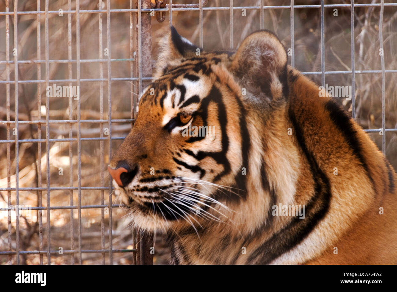 Tiger-looking left double wire in wildlife sancuary Stock Photo - Alamy