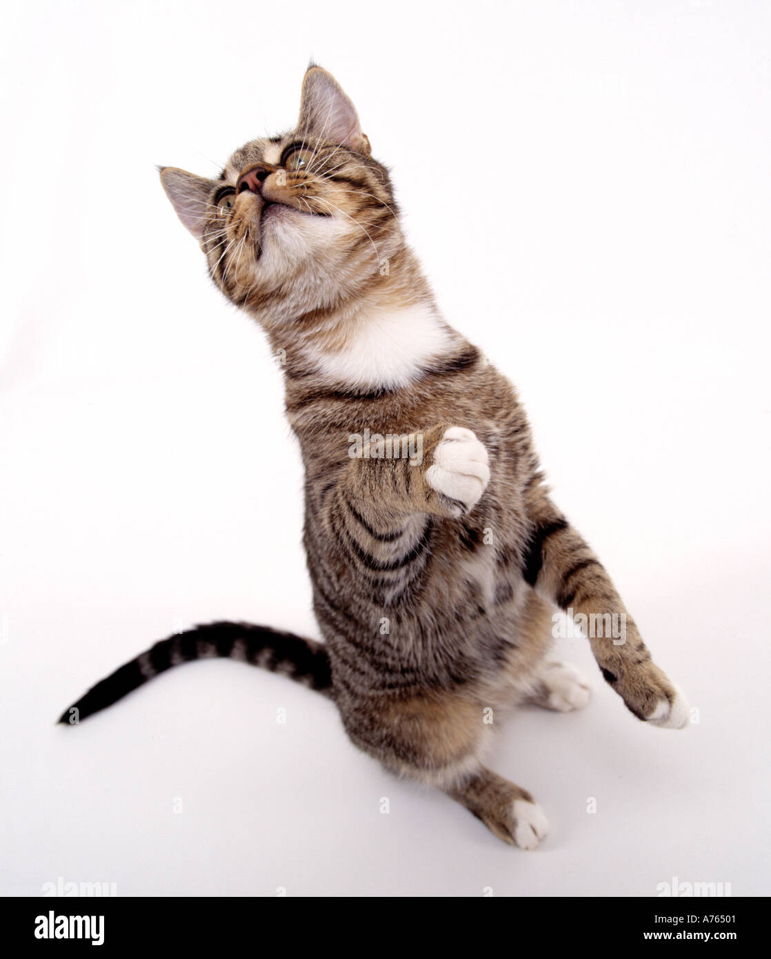 Cat Reaching High Resolution Stock Photography and Images - Alamy
