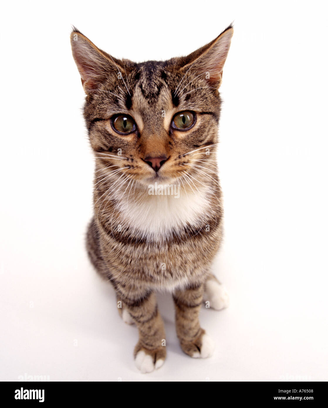 cat looking up wide angle Stock Photo - Alamy