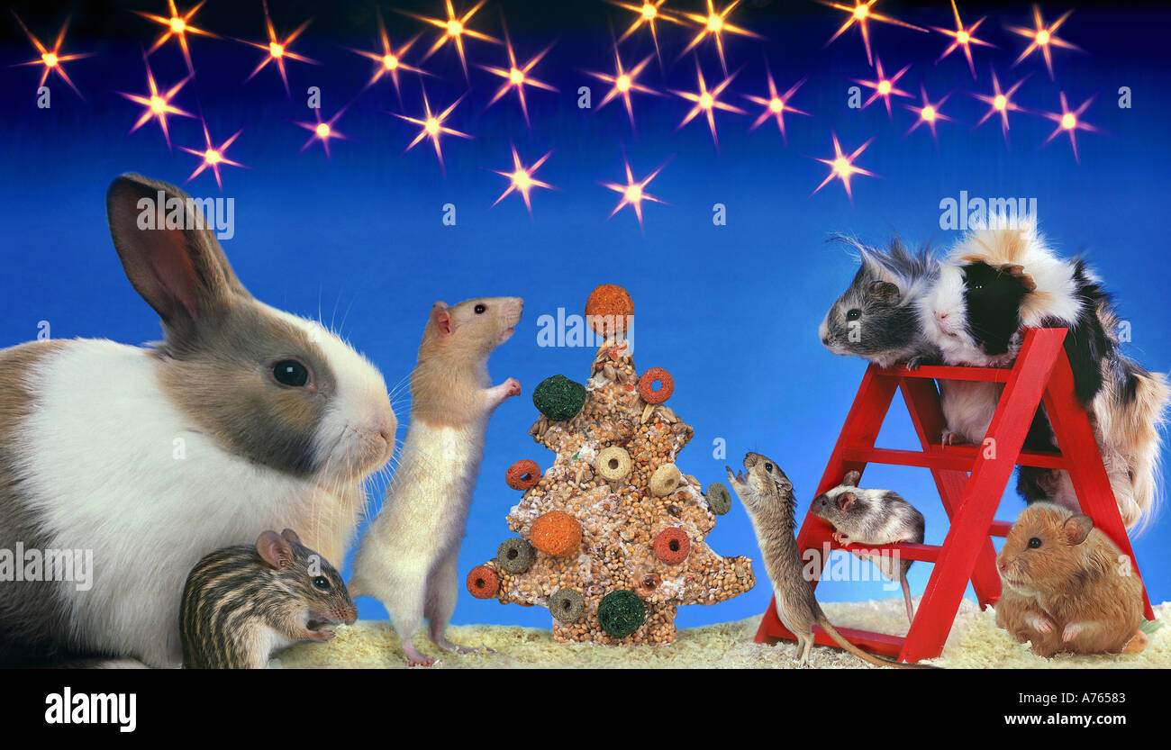 rodent animals at christmas humour joke fun funny Stock Photo - Alamy