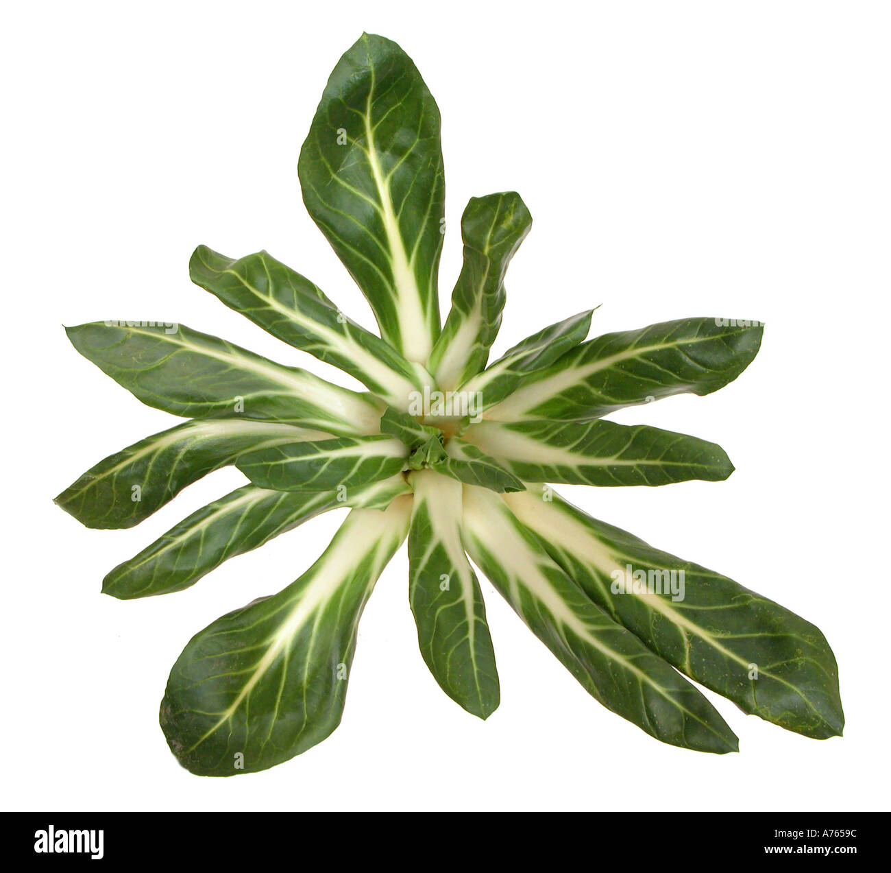 Mangold salat hi-res stock photography and images - Alamy