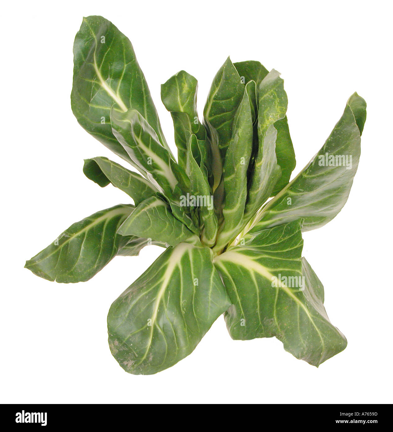 Mangold salat hi-res stock photography and images - Alamy