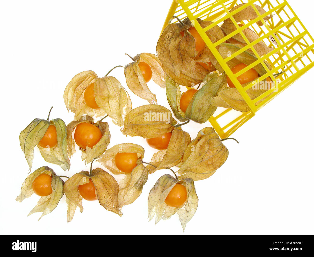 Chinese lantern fruit physalis Fruit Stock Photo - Alamy