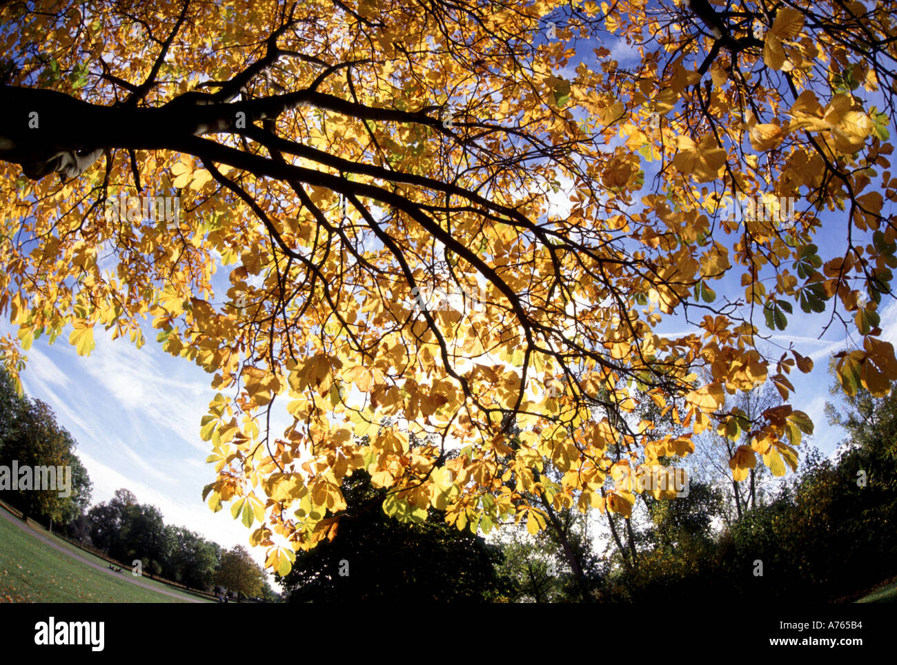 Autumn colour low hanging tree branches & leaves back lit sunshine on ...
