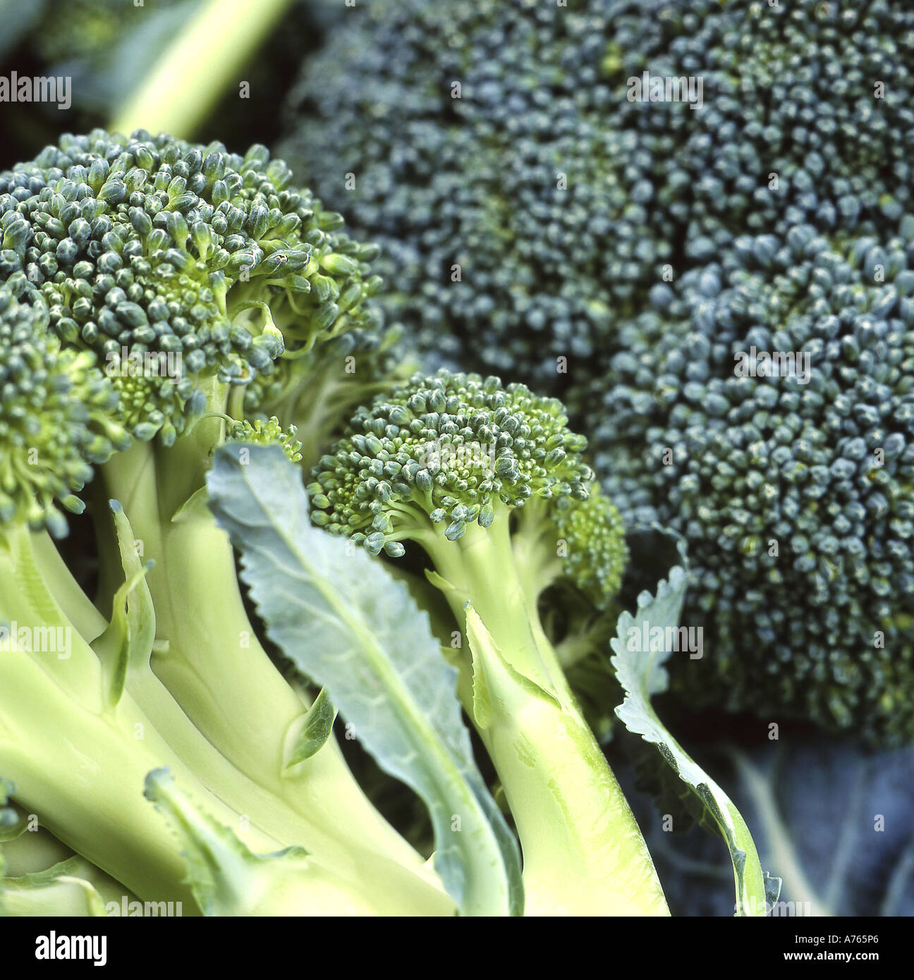 Fvm01002 hi-res stock photography and images - Alamy