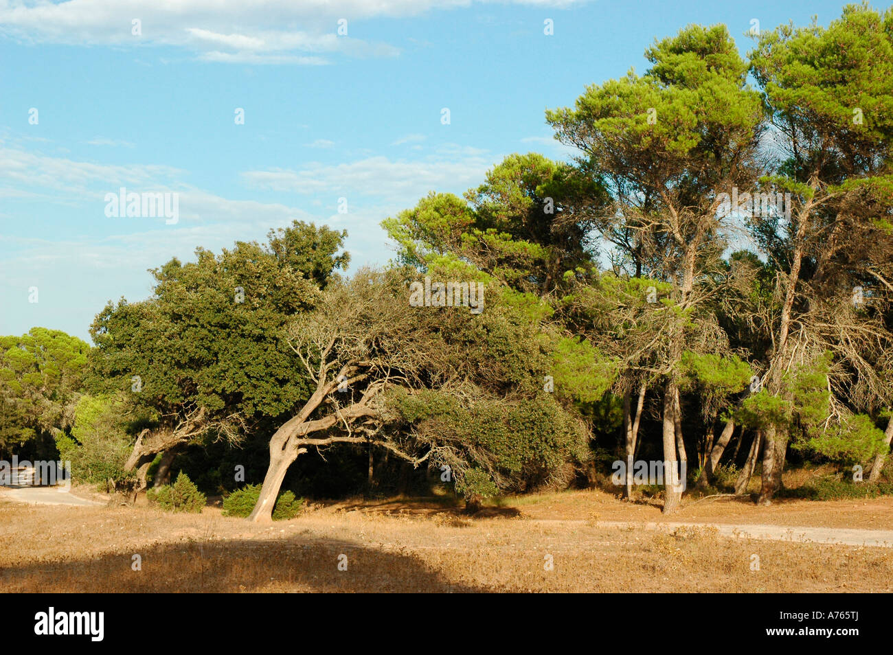 Tree bent by the wind in Cala Algaiarens MENORCA Balearic Islands Spain ...