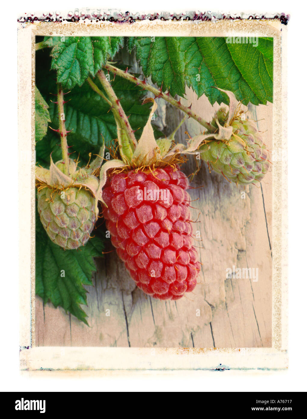 Loganberry leaf hi-res stock photography and images - Alamy