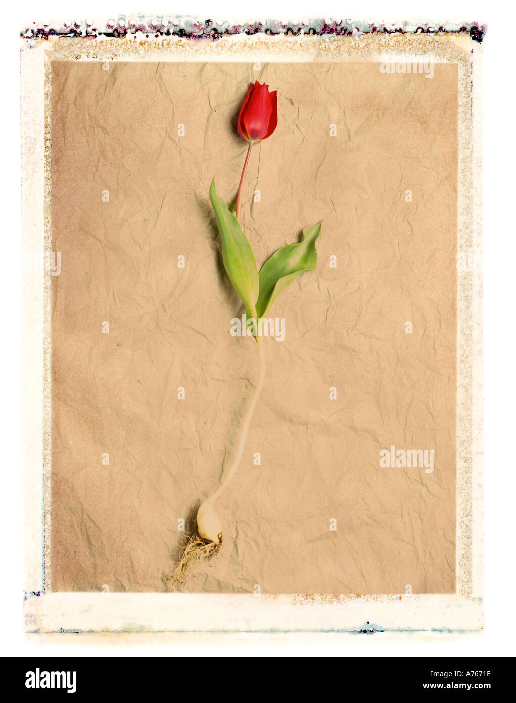 Tulip art still life hi-res stock photography and images - Alamy