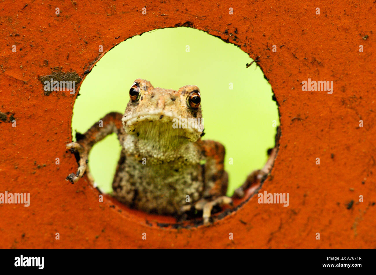 Common toad, close-up Stock Photo - Alamy
