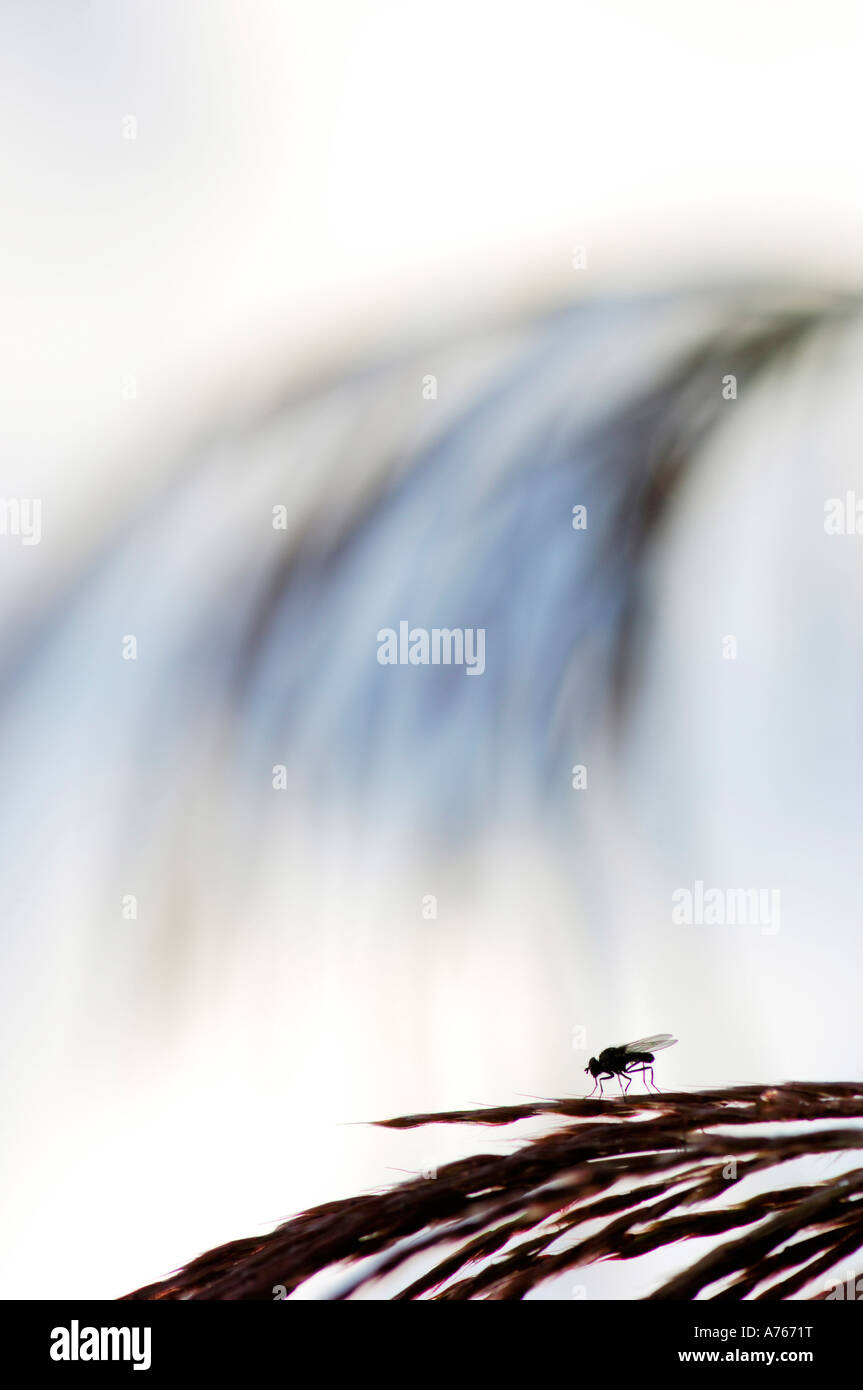 Fly on chinese reed Stock Photo - Alamy