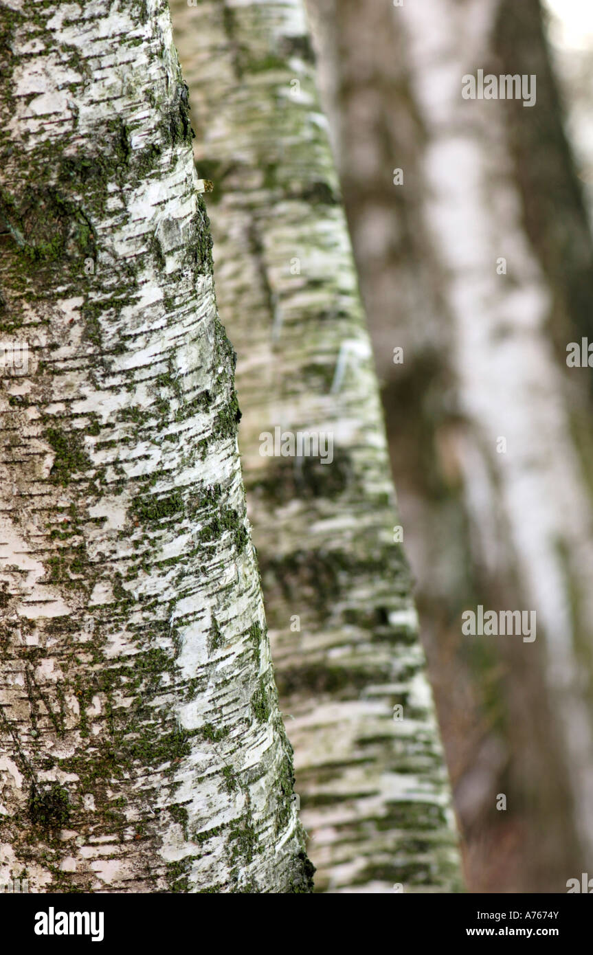 Birch trees, detail Stock Photo - Alamy