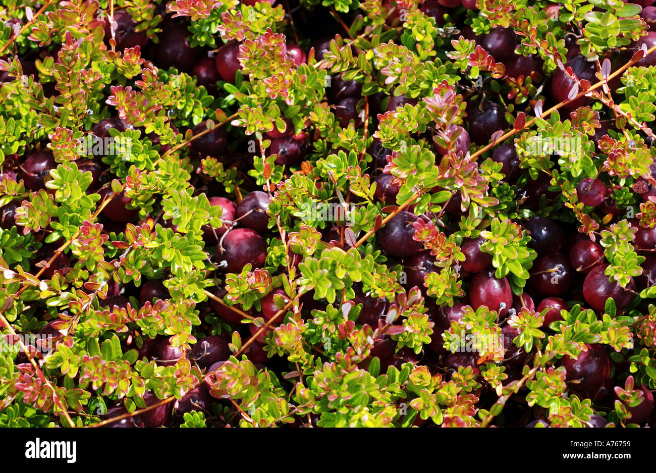 Cranberries ripen hi-res stock photography and images - Alamy