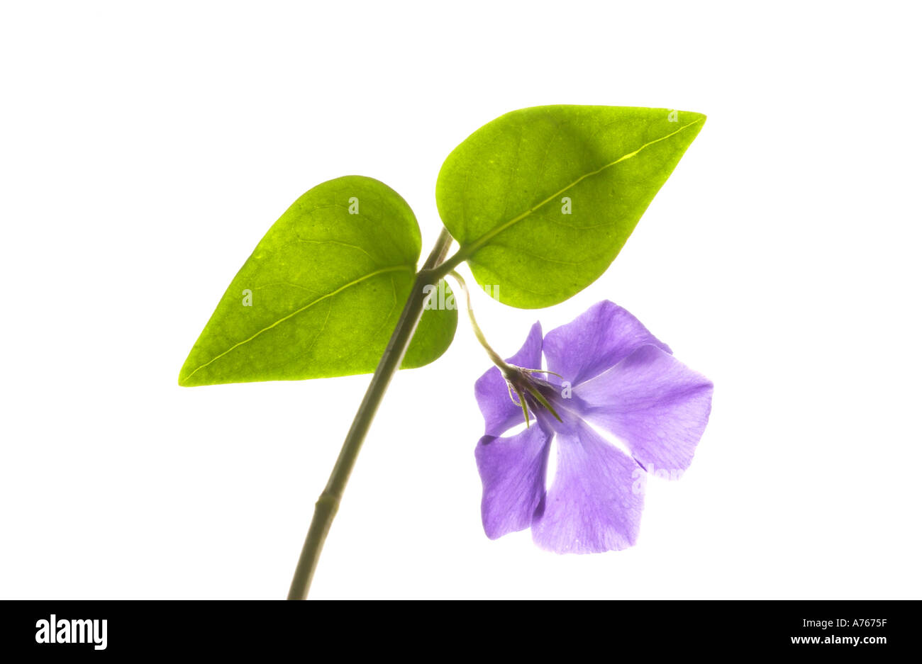 Leaves white background purple Cut Out Stock Images & Pictures - Alamy
