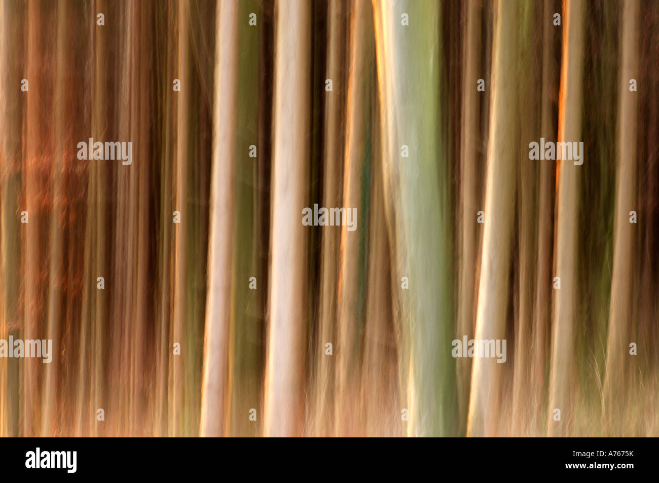 Trees in twilight Stock Photo - Alamy
