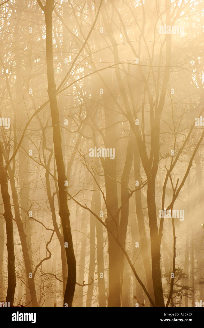 Trees in twilight Stock Photo - Alamy