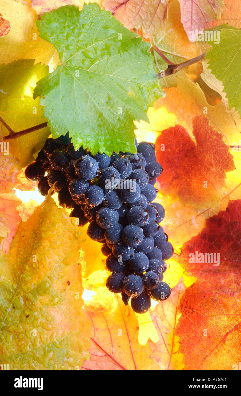 Close up vineyard hi-res stock photography and images - Alamy