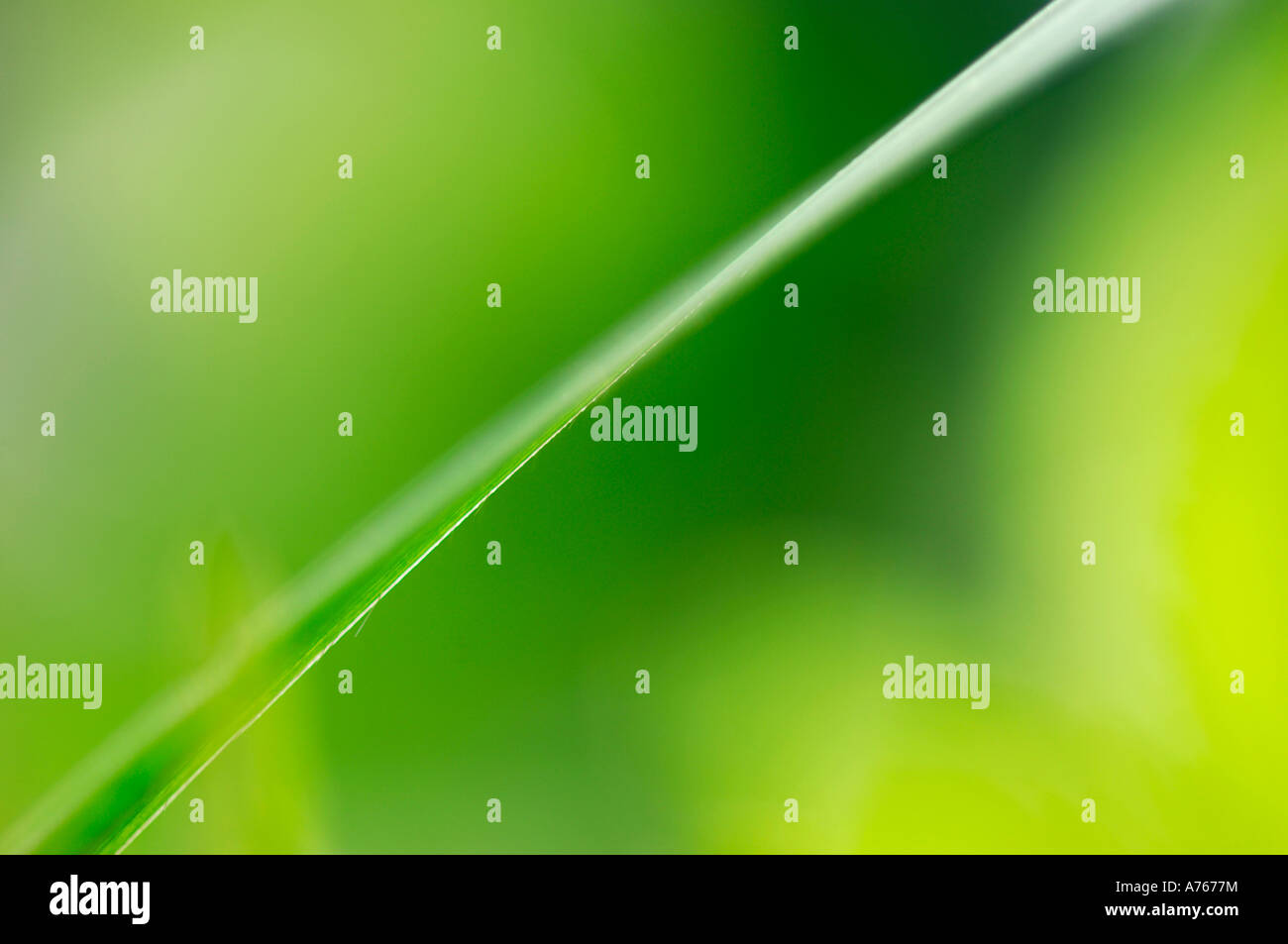 Blade of grass, close-up Stock Photo - Alamy