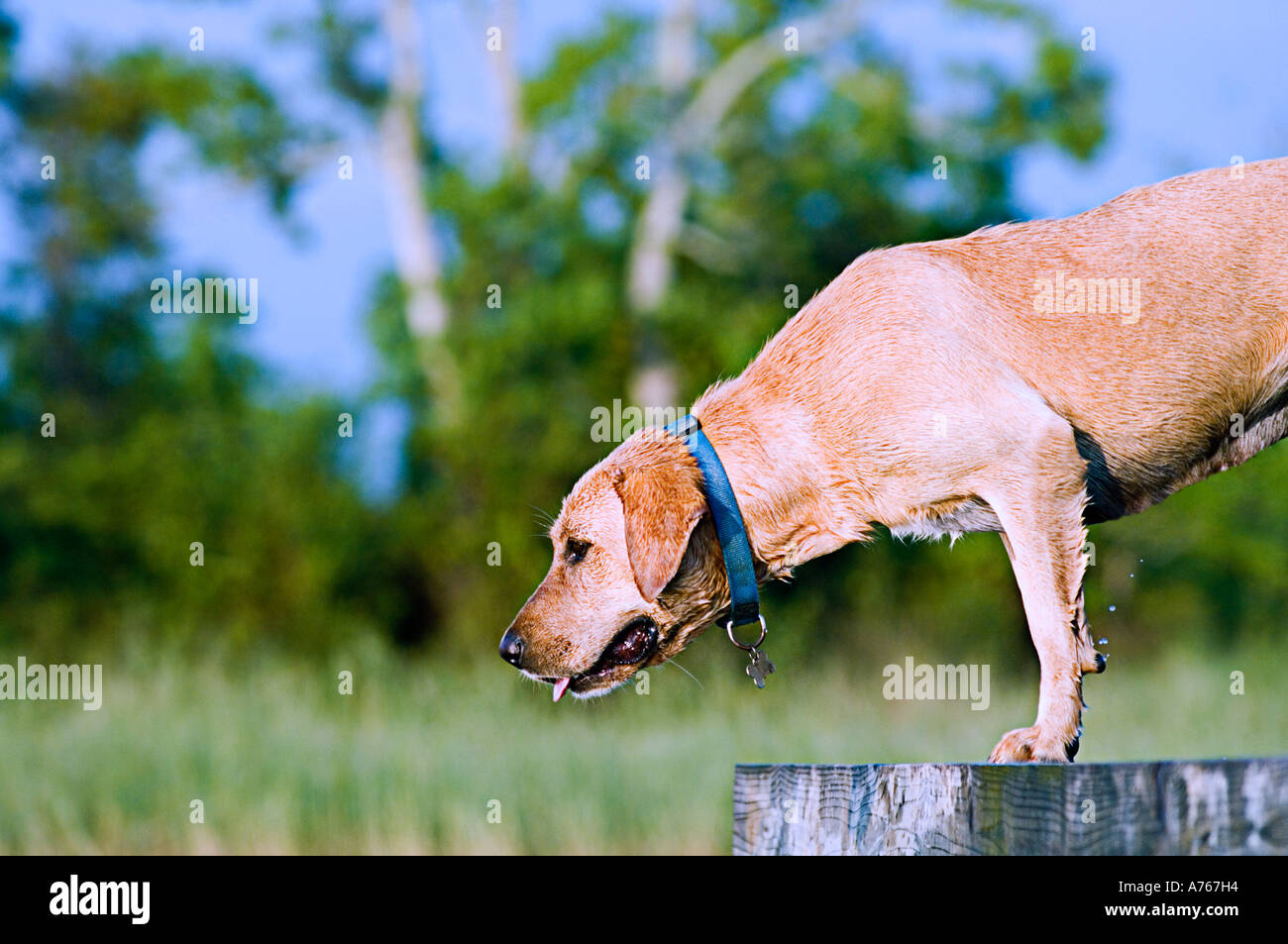 Yellow lab watch hi-res stock photography and images - Alamy