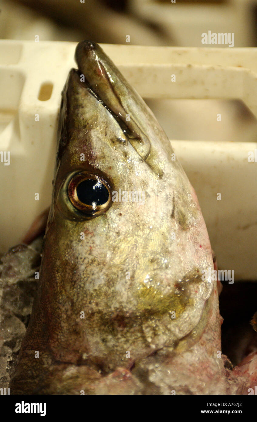 Fresh fish at Brixham market Stock Photo - Alamy