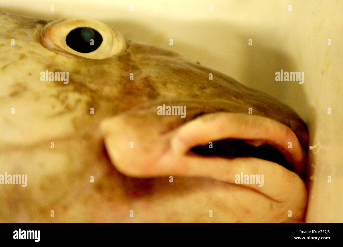 Fresh fish at Brixham market Stock Photo - Alamy
