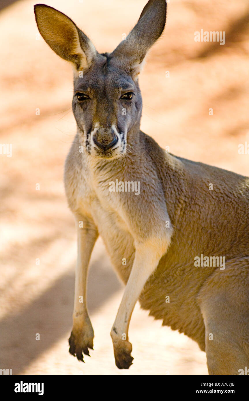 Kangroos hi-res stock photography and images - Alamy