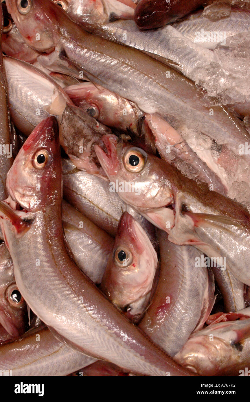 Fish market brixham hi-res stock photography and images - Alamy