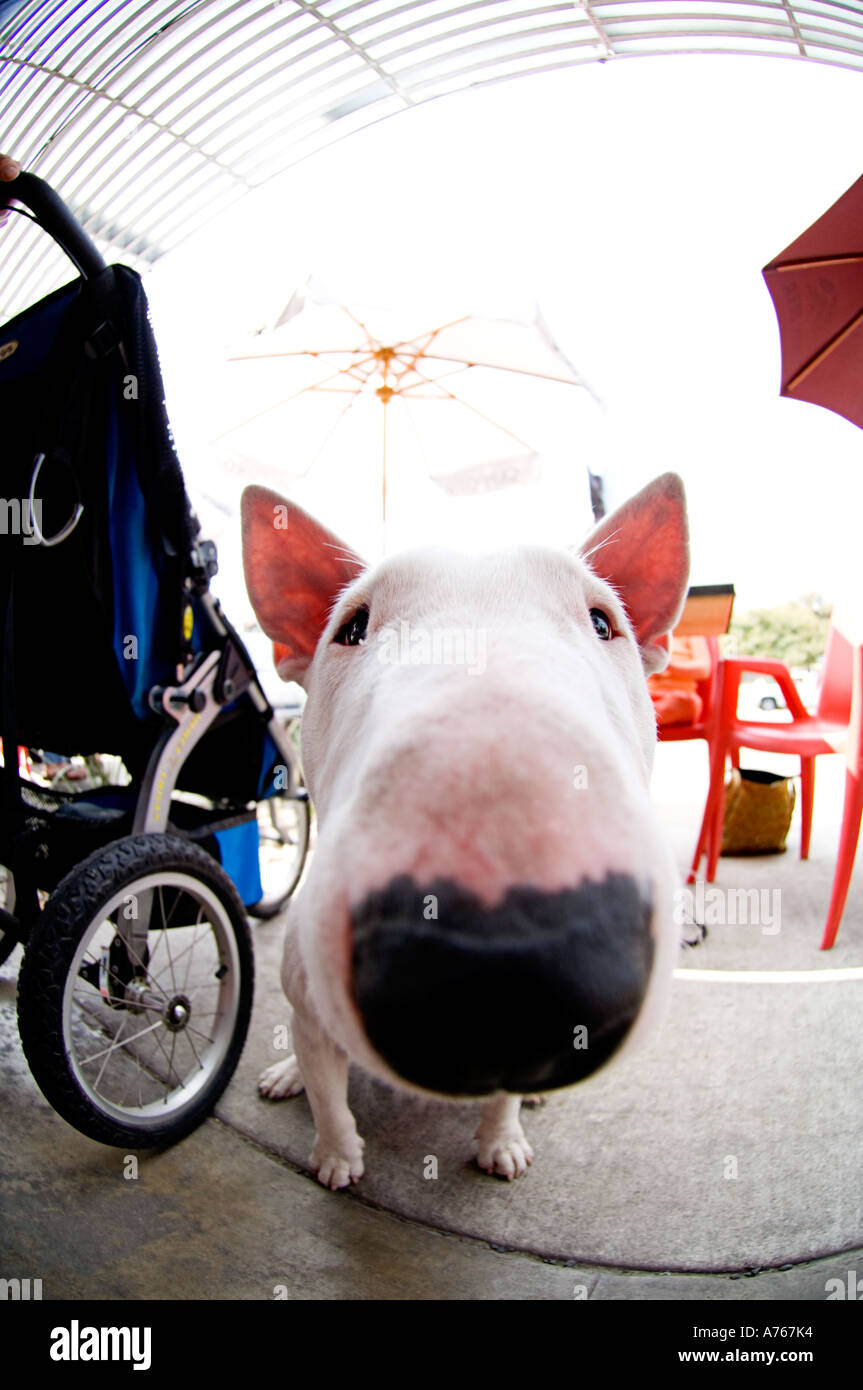 Fish eye lens dog hi-res stock photography and images - Alamy