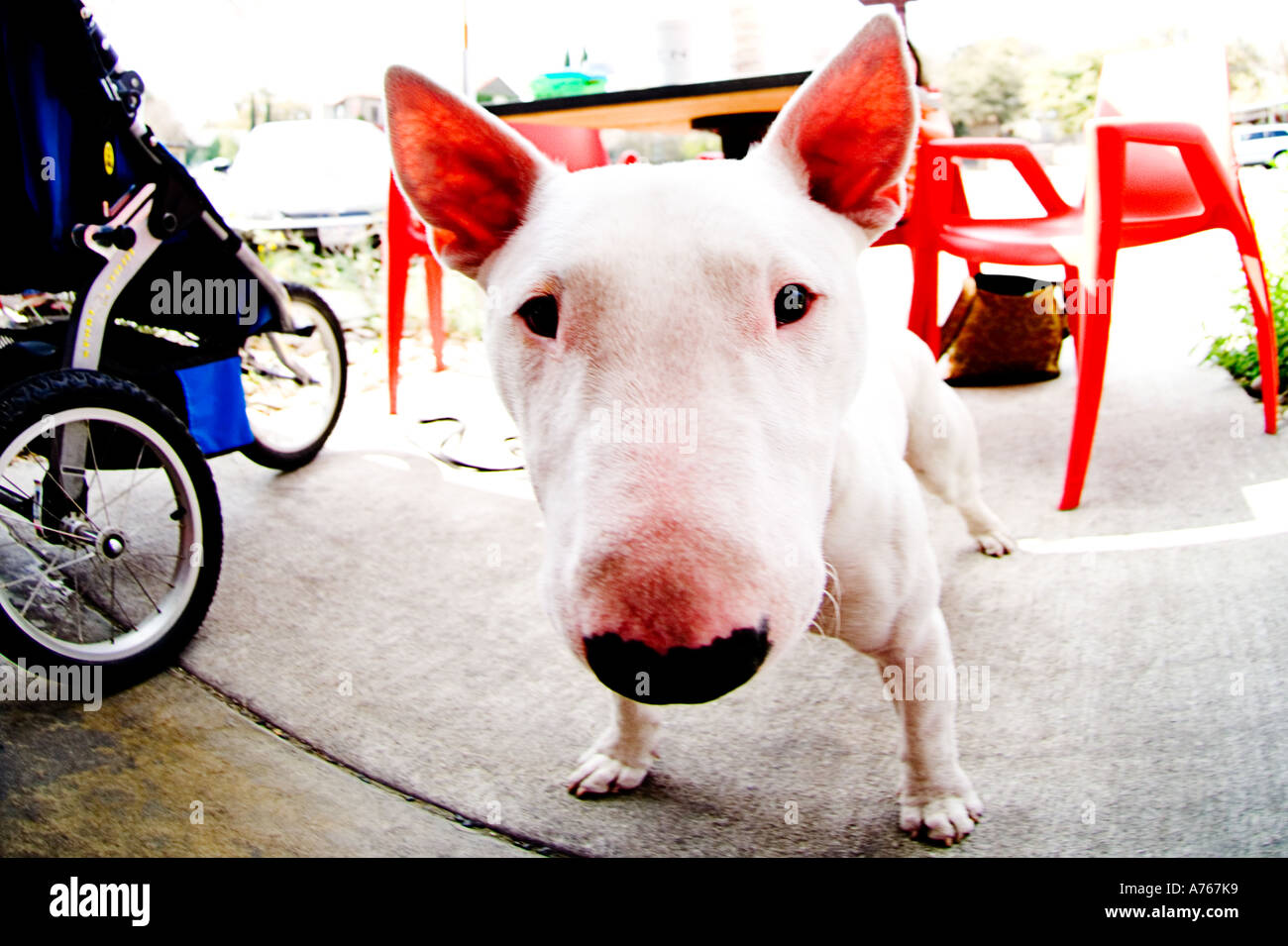 Fish eye lens dog hi-res stock photography and images - Alamy