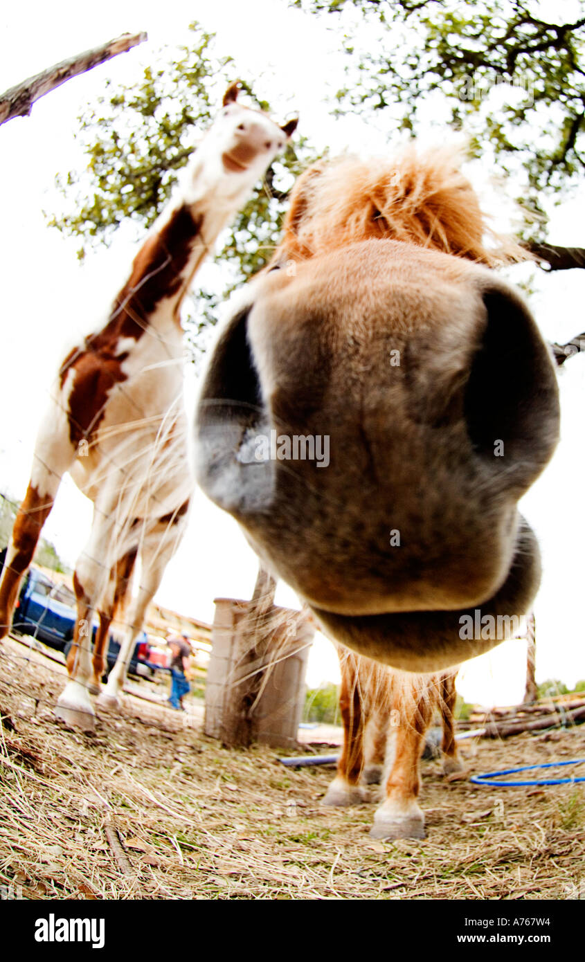 Fish eye portrait of a miniature horse Stock Photo - Alamy