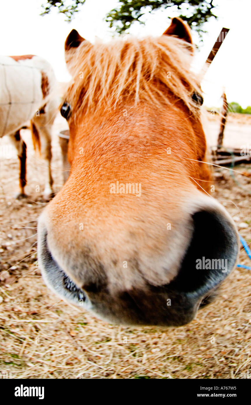 Miniature horse big horse hi-res stock photography and images - Alamy