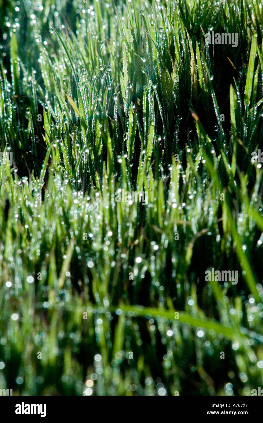 Bermuda grass hi-res stock photography and images - Alamy