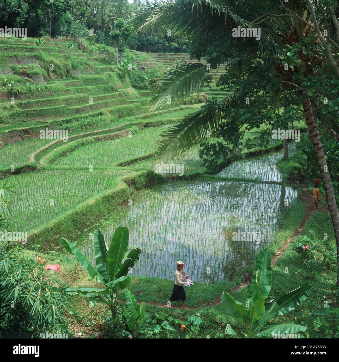 woman working in rice paddy in Bali Indonesia Stock Photo - Alamy